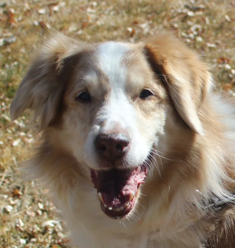 Dogs Available For Adoption — Colorado Herding Dog Rescue
