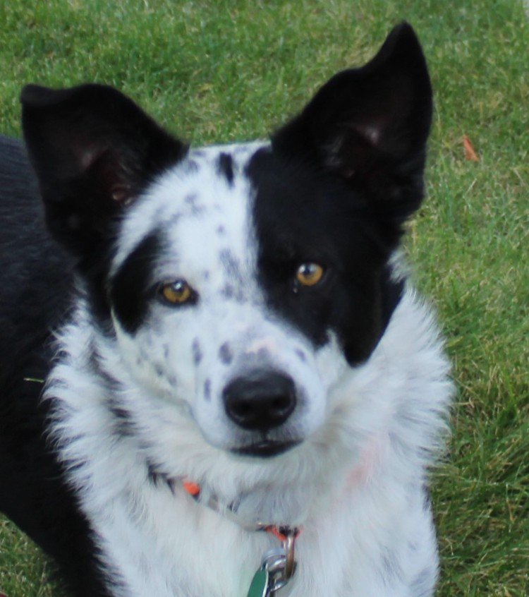 Dogs Available For Adoption — Colorado Herding Dog Rescue