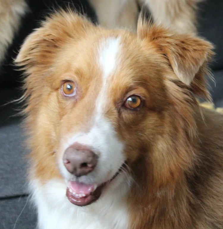 Dogs Available For Adoption — Colorado Herding Dog Rescue