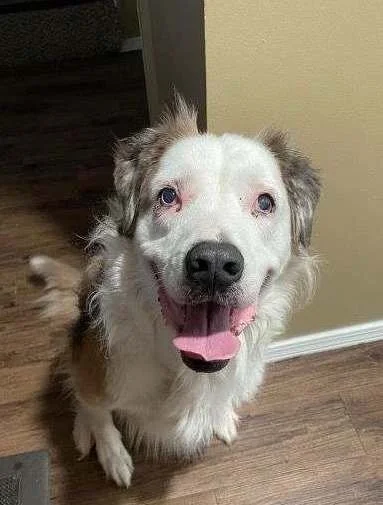 Dogs Available For Adoption — Colorado Herding Dog Rescue