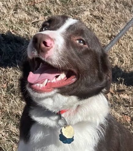Dogs Available For Adoption — Colorado Herding Dog Rescue