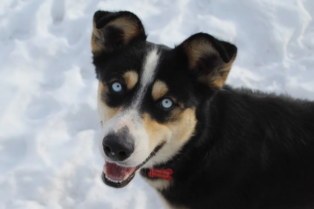 Dogs Available For Adoption — Colorado Herding Dog Rescue