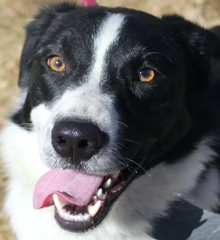 Dogs Available For Adoption — Colorado Herding Dog Rescue