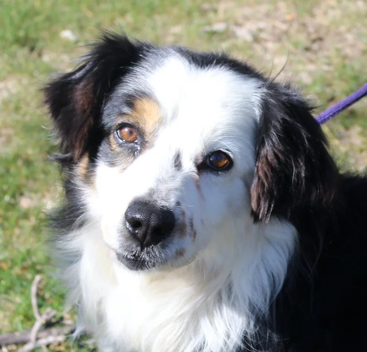 Dogs Available For Adoption — Colorado Herding Dog Rescue