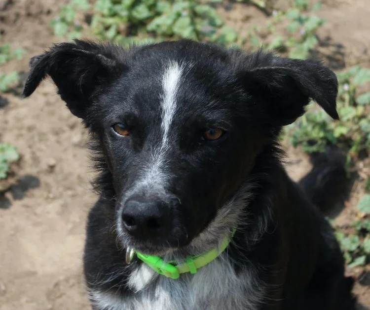 Dogs Available For Adoption — Colorado Herding Dog Rescue