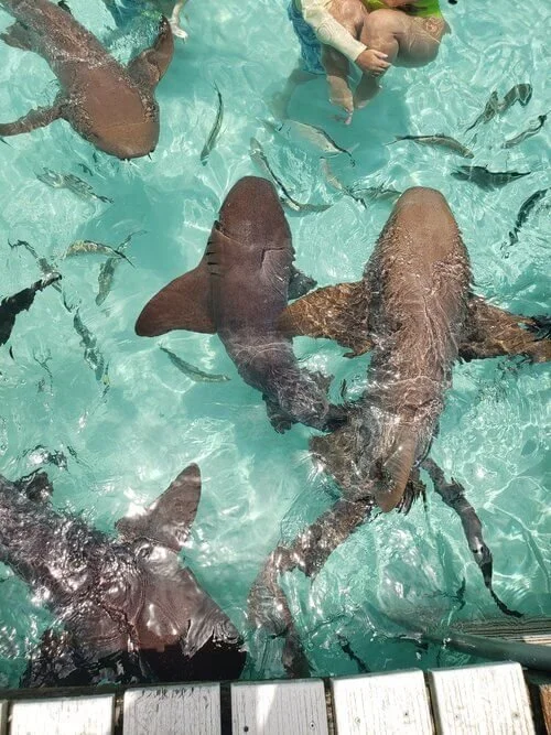 The Ultimate Guide to Exuma — Traveling Tessie