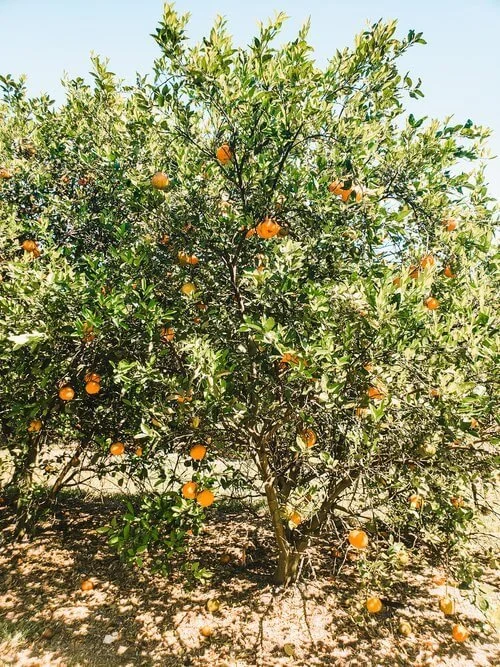 Florida Orange Picking at Dooley Groves — Traveling Tessie