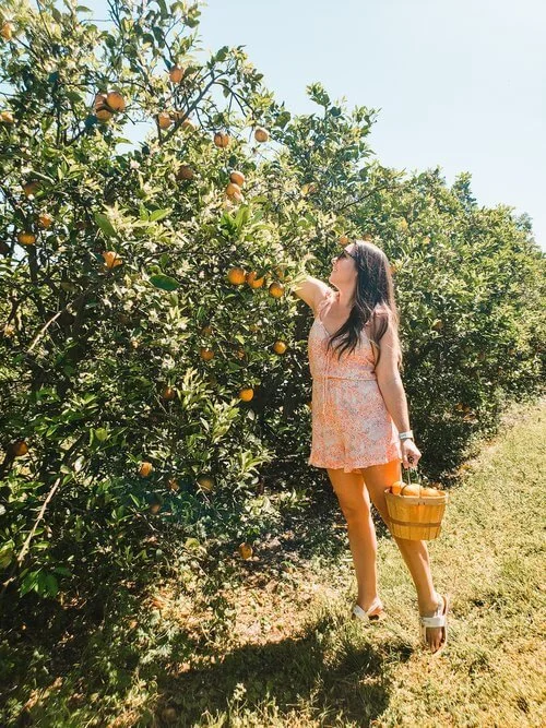 Florida Orange Picking at Dooley Groves — Traveling Tessie