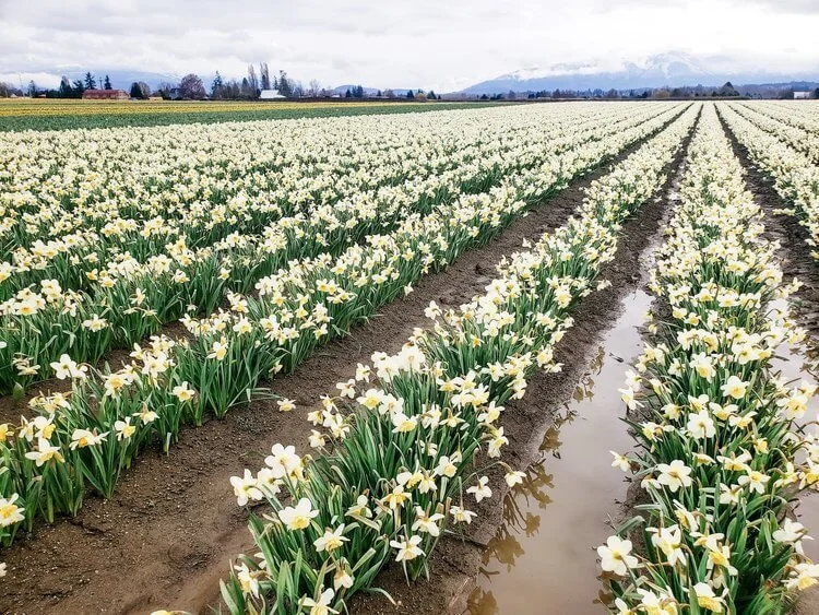 Spend a Day at the Skagit Valley Daffodil Fields — Traveling Tessie
