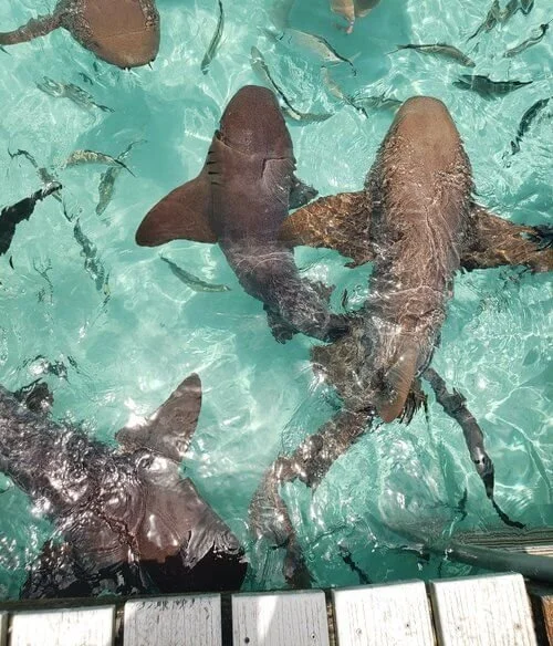 Swimming with Sharks in the Bahamas — Traveling Tessie