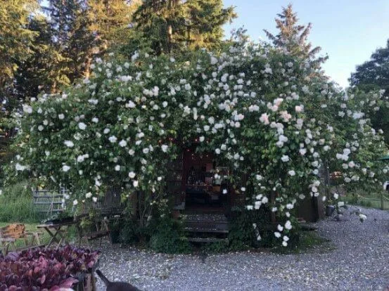 Discover the Chocolate Flower Farm on Whidbey Island — Traveling Tessie