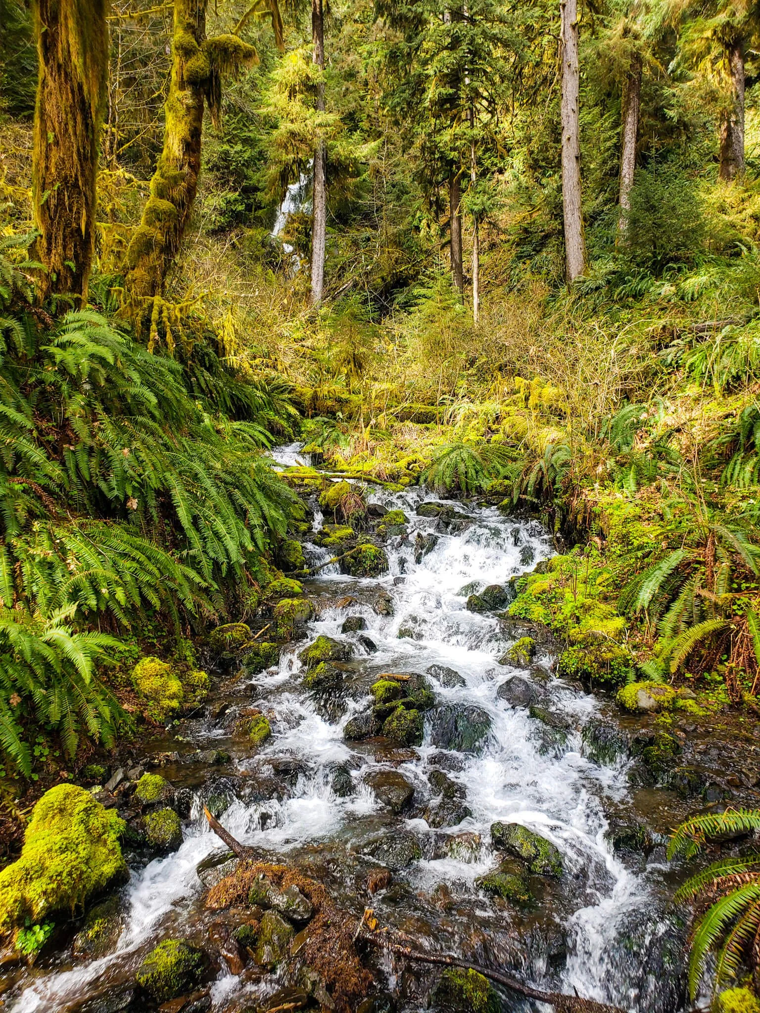 The Amazing Rainforests of Washington — Traveling Tessie