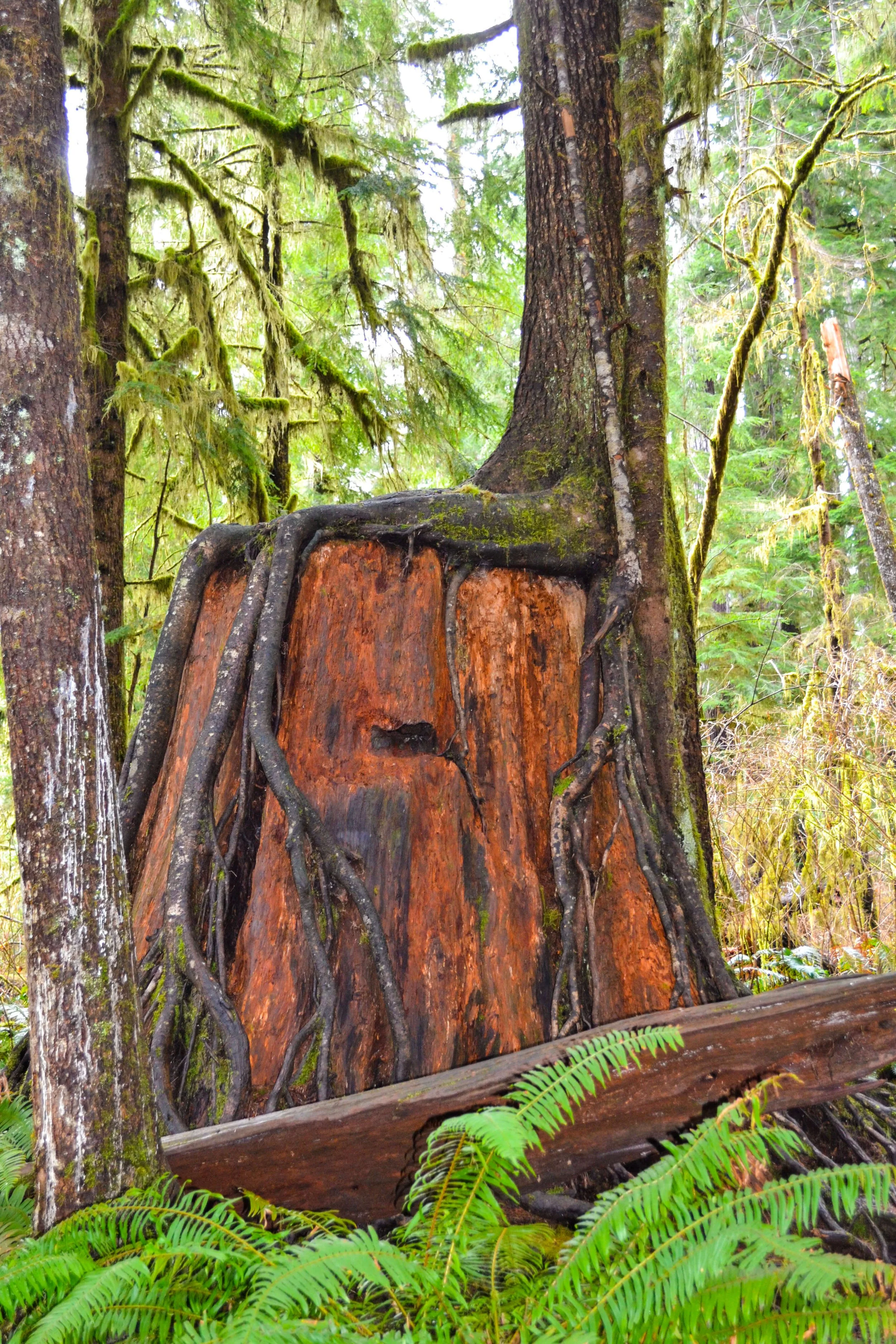 The Amazing Rainforests of Washington — Traveling Tessie