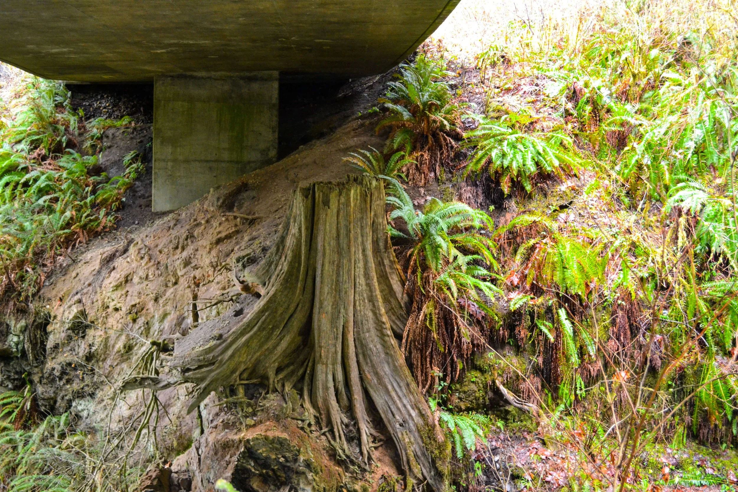 The Amazing Rainforests of Washington — Traveling Tessie