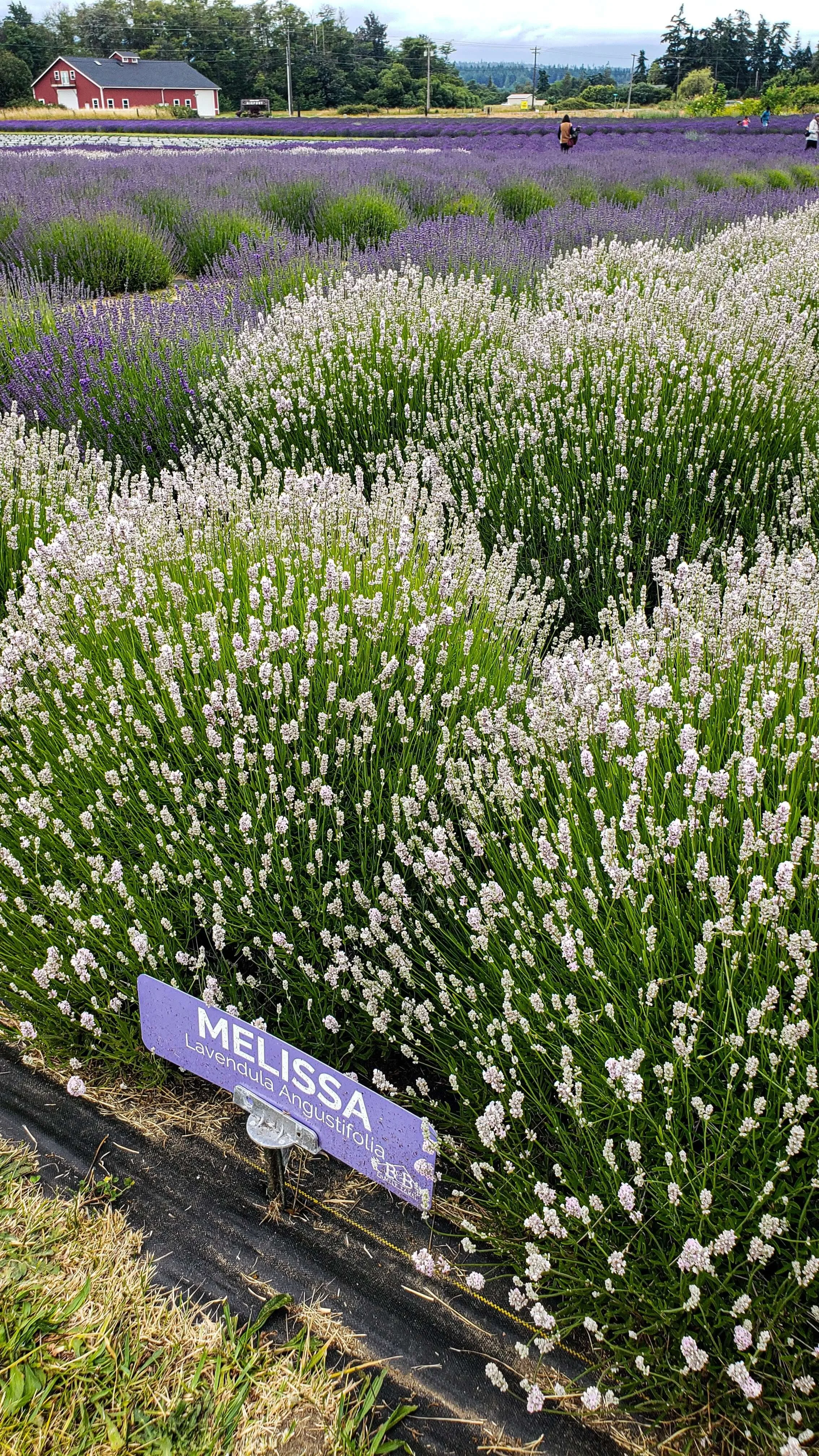The Best Lavender Farms in Sequim Washington — Traveling Tessie