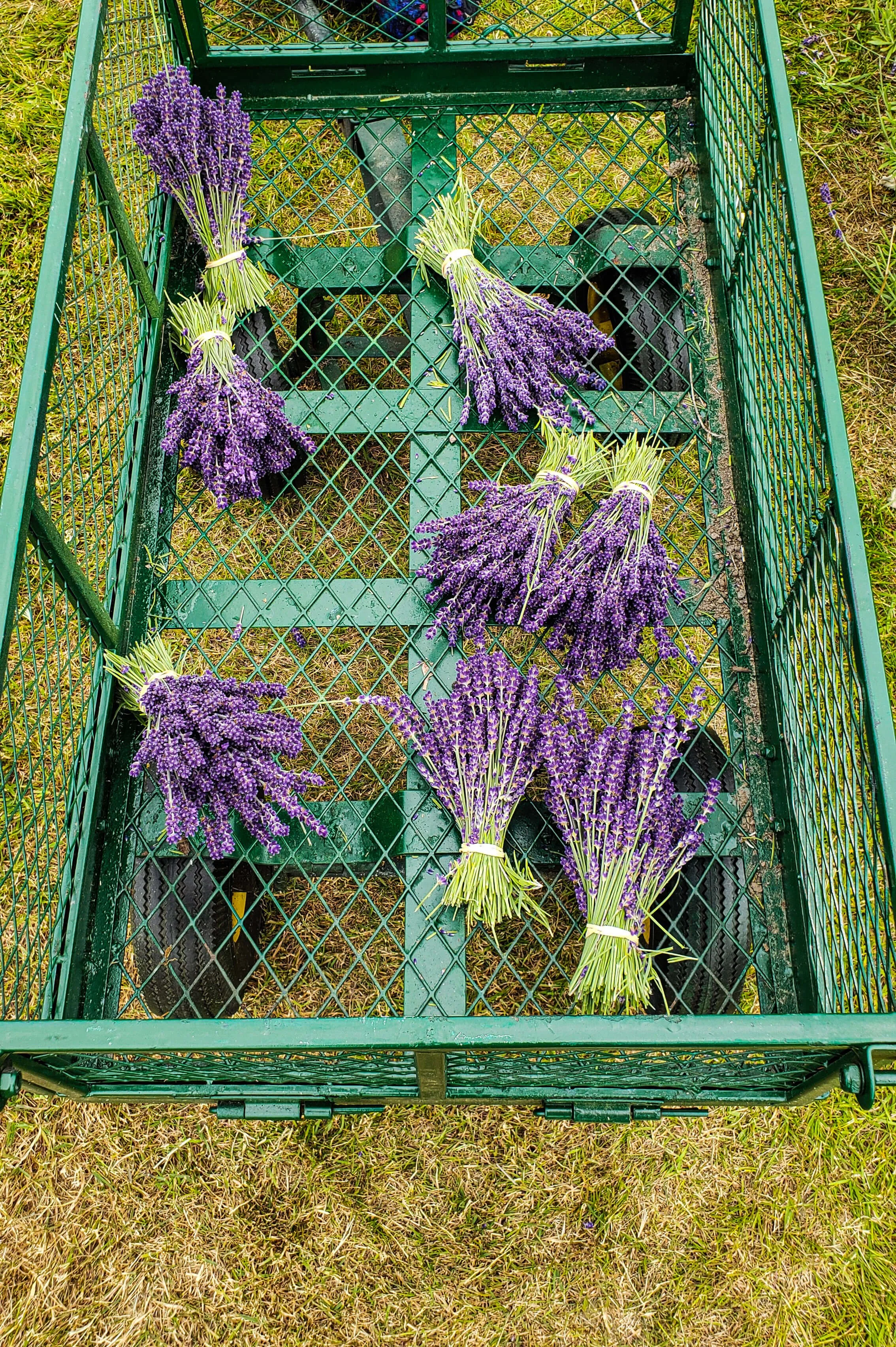 The Best Lavender Farms in Sequim Washington — Traveling Tessie