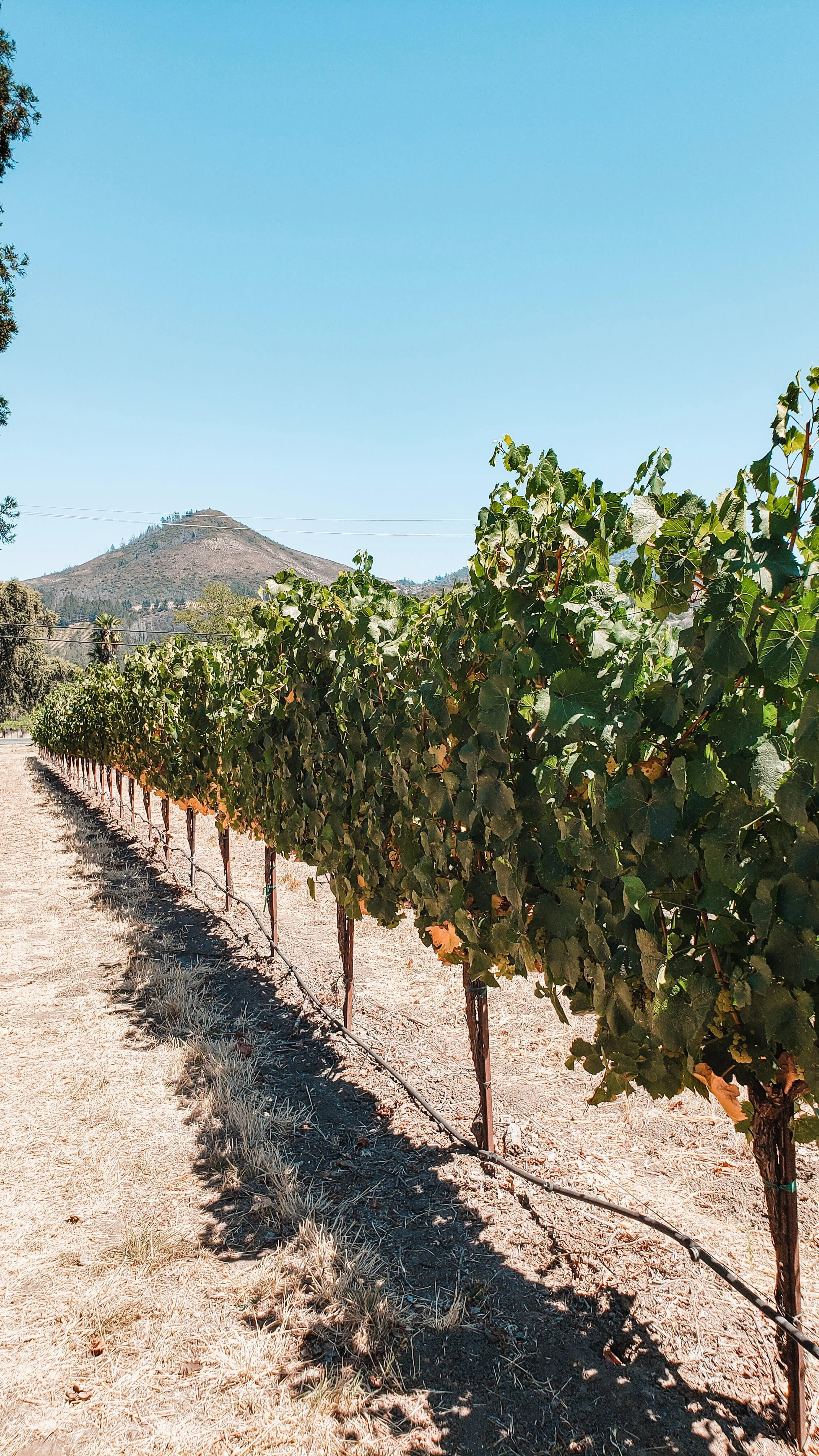 6 Amazing Sonoma County Wineries You Should Visit - List of Sonoma ...