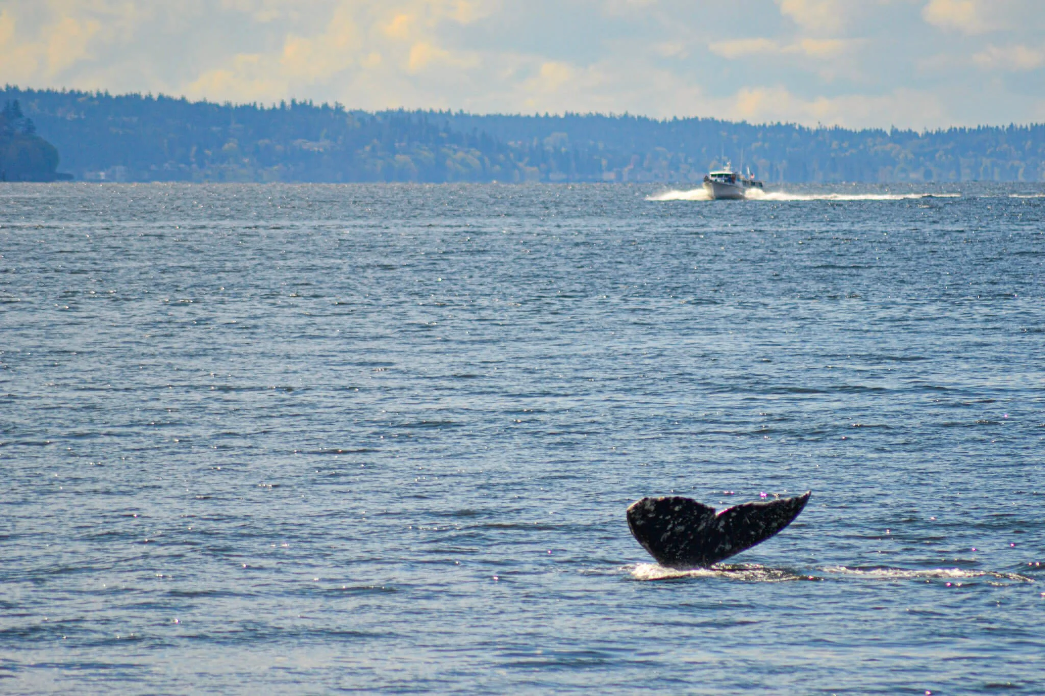 A Guide to Seattle Whale Watching Season — Traveling Tessie