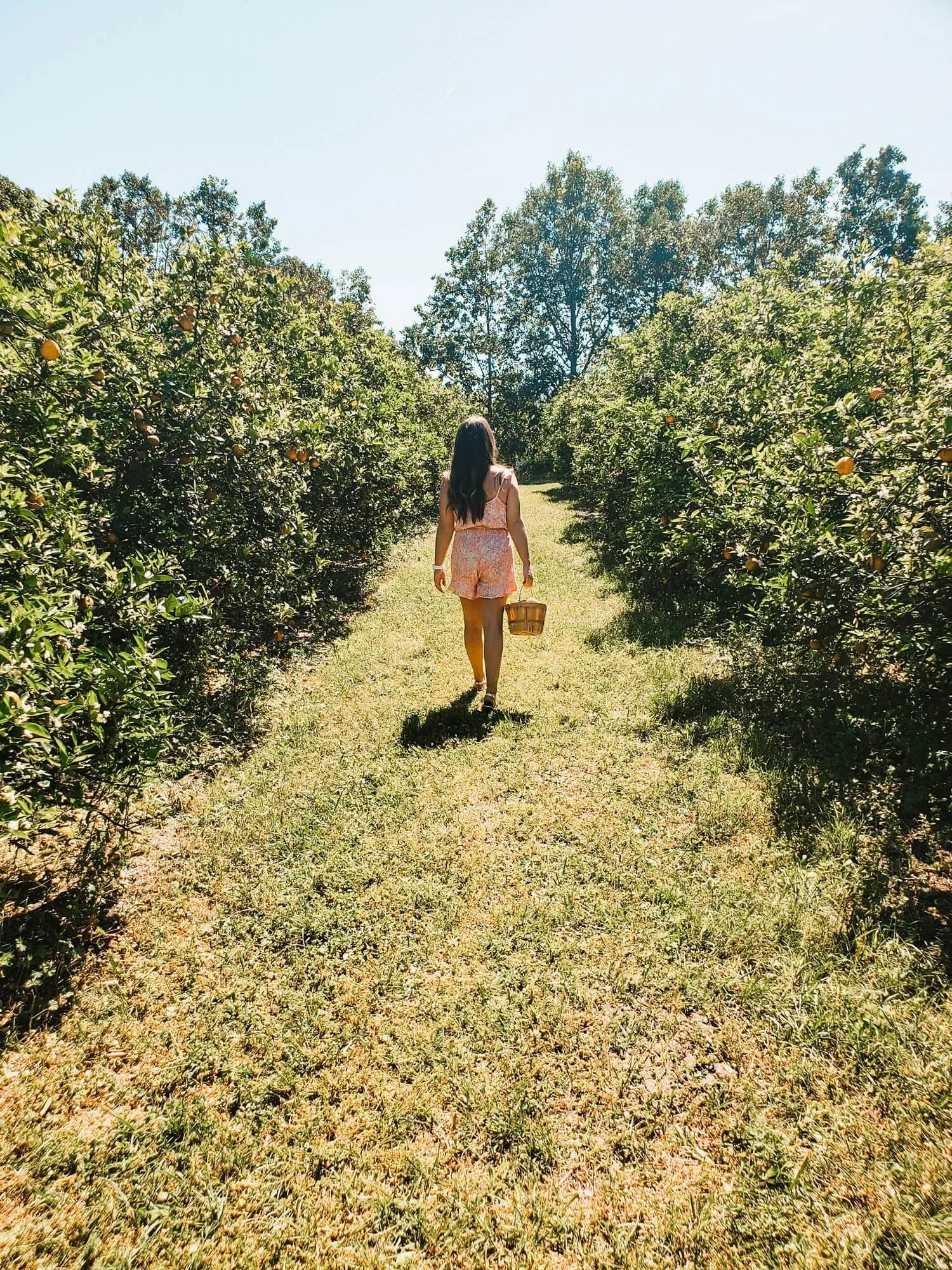 Florida Orange Picking at Dooley Groves — Traveling Tessie