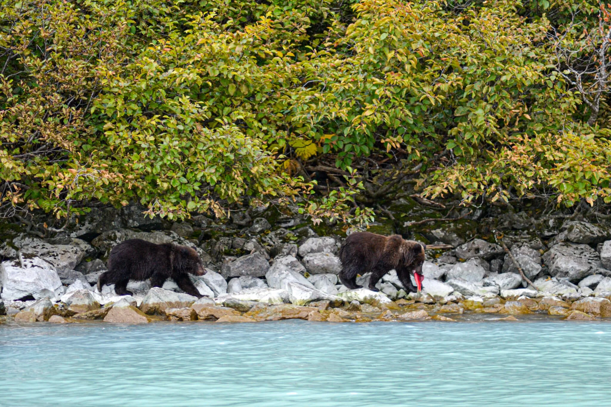 Bear Viewing from Anchorage in Lake Clark National Park: A Bucket List ...