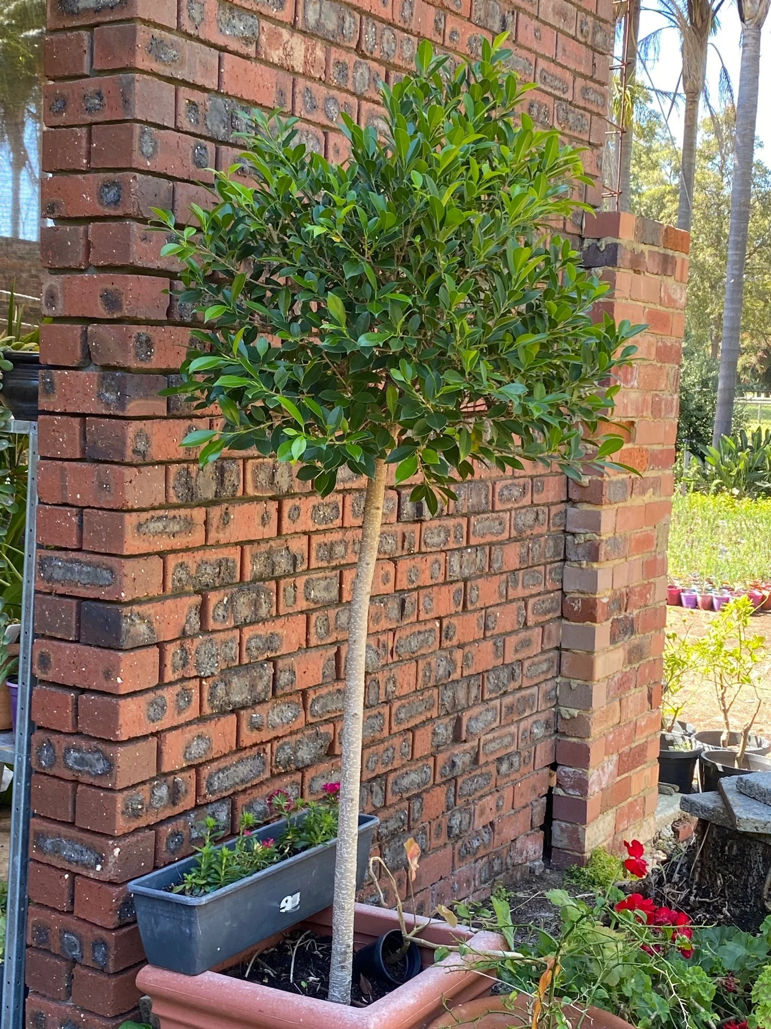 Ficus Hillii Trees — Domenic's Palm Nursery