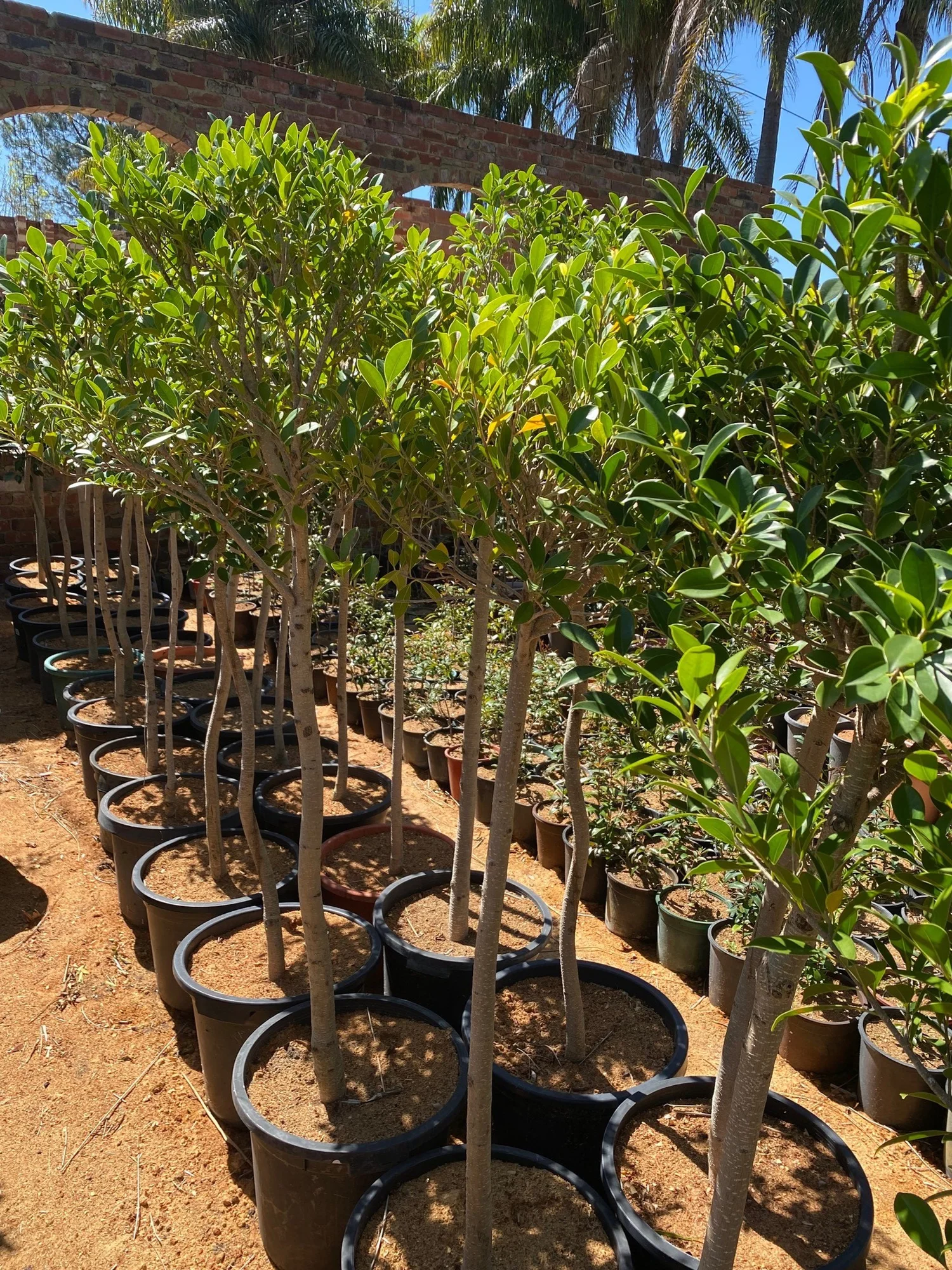 Ficus Hillii Trees — Domenic's Palm Nursery