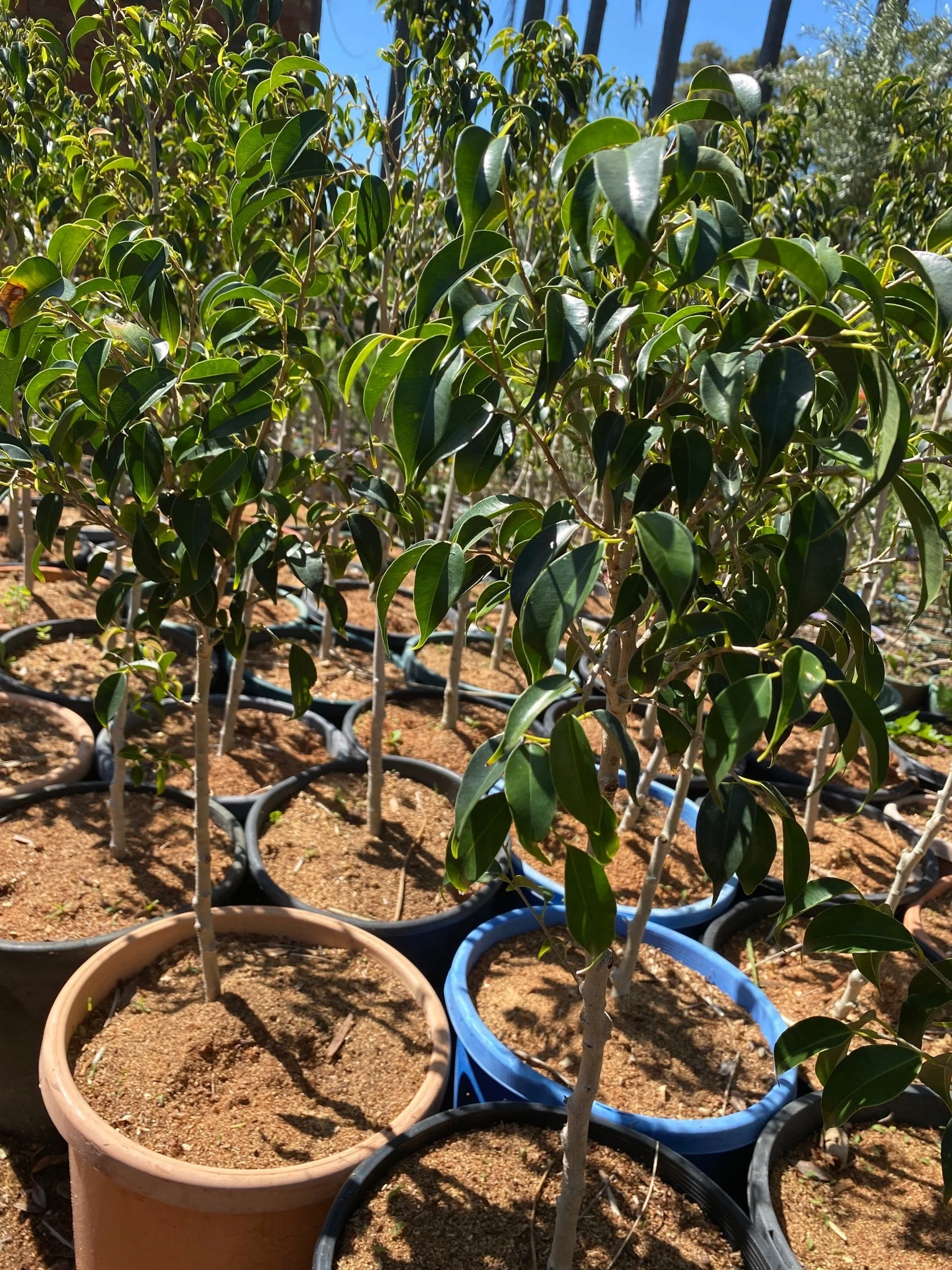Ficus Benjamina Trees — Domenic's Palm Nursery