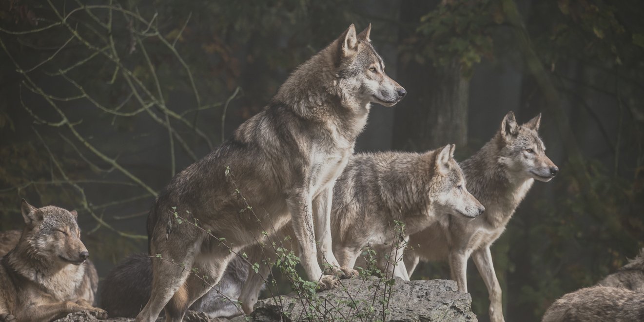 Wolf Pack Wallpaper Hd