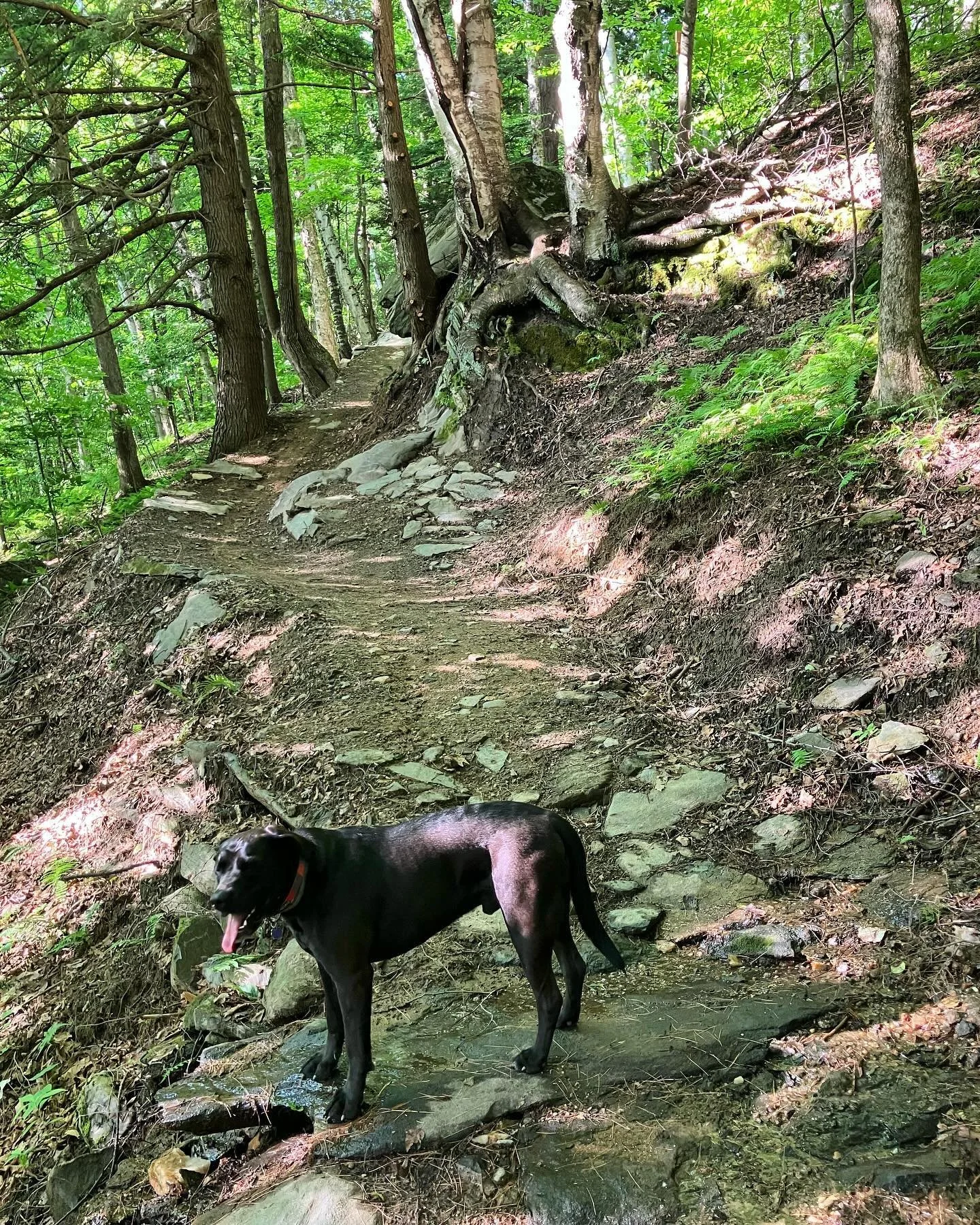 Richmond Mountain Trails | Sustainably-Built, Multi-Use Trails in Richmond, VT