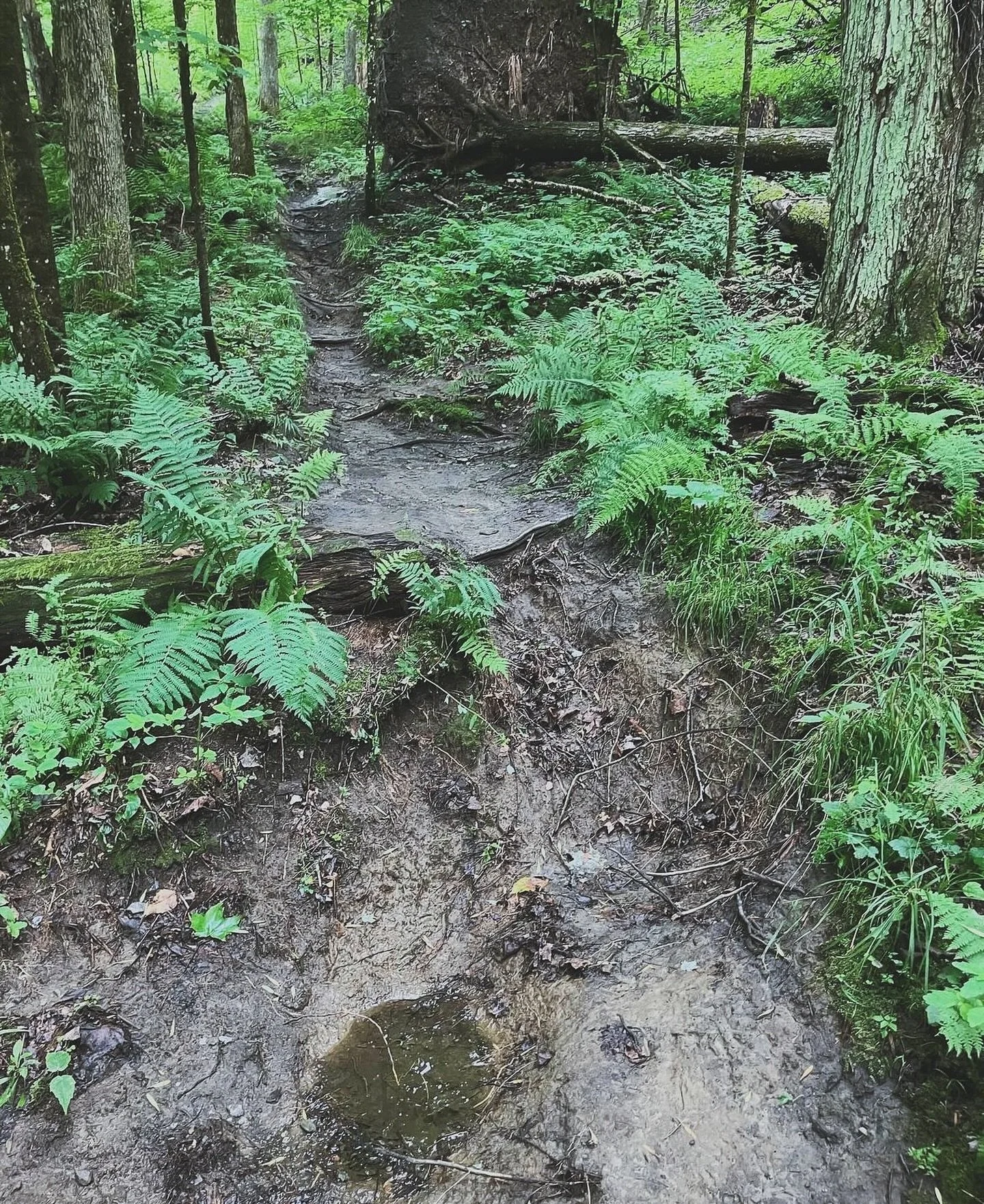 Richmond Mountain Trails | Sustainably-Built, Multi-Use Trails in Richmond, VT