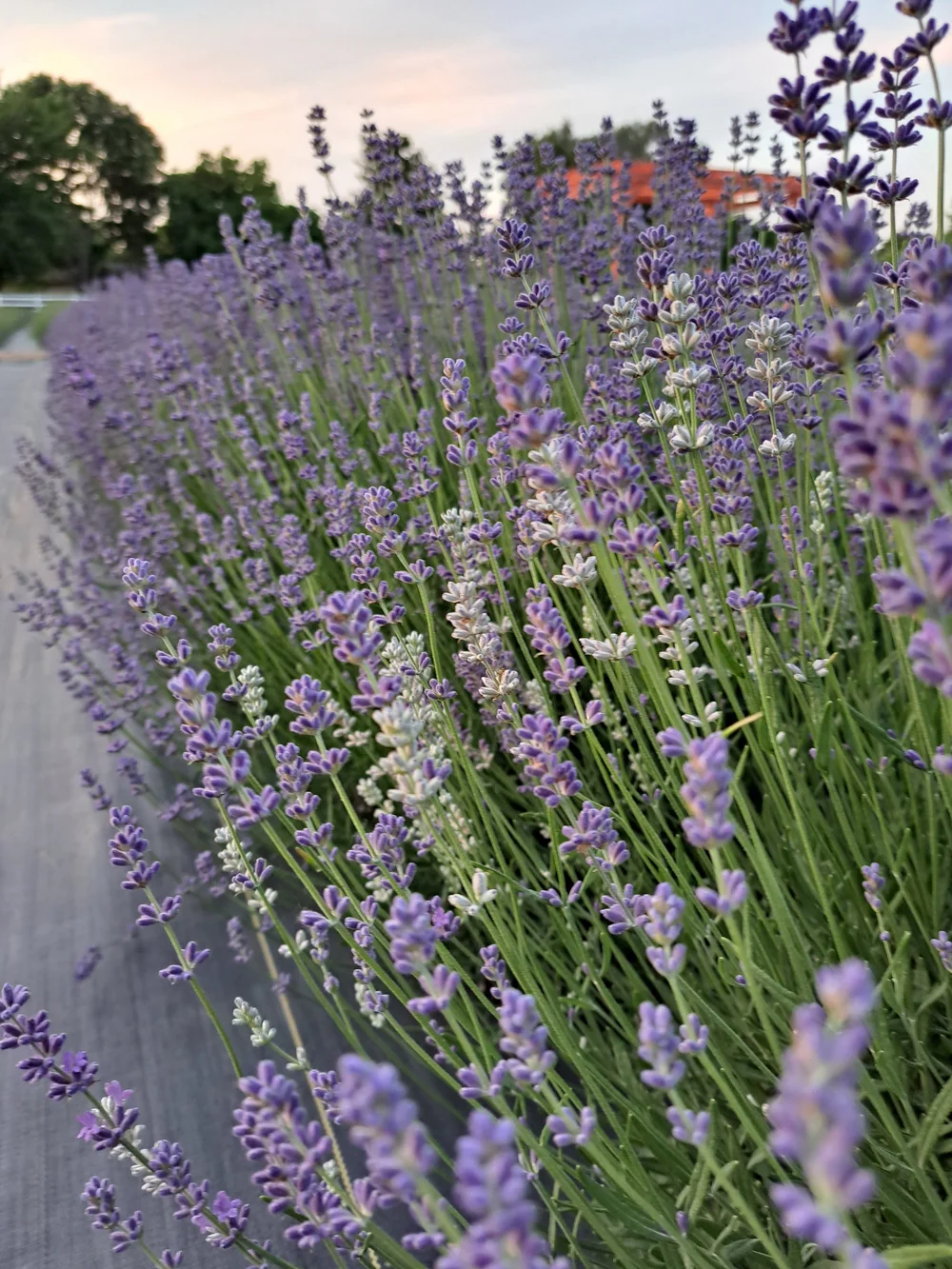 Two Hoots Lavender