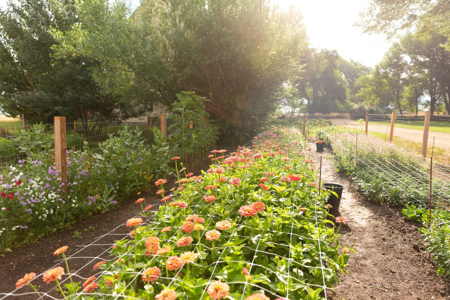 The Flowers — The Bloomery | Flower Farm & Outdoor Concert Venue in ...