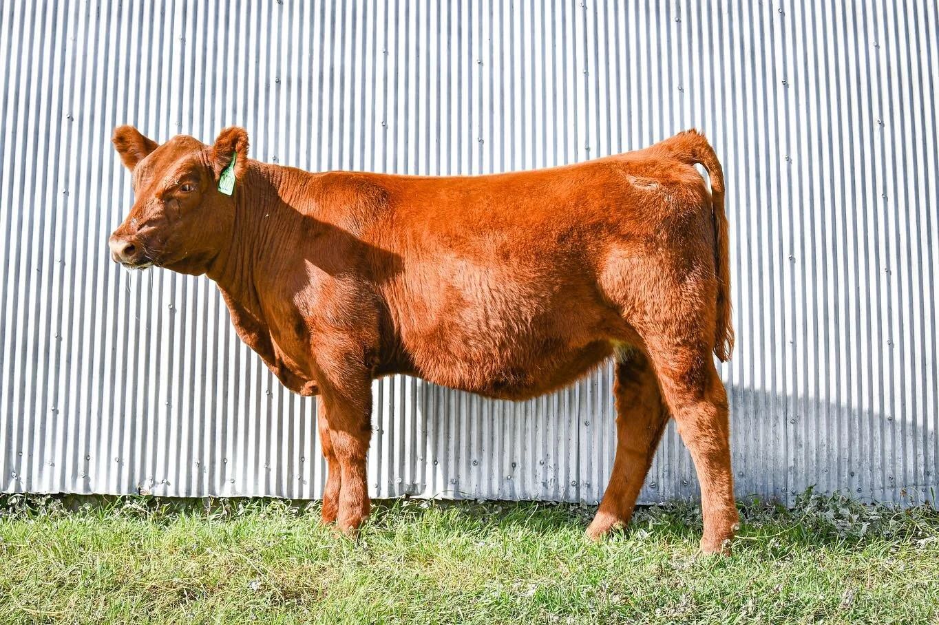 Dry Creek Red Angus