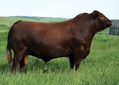 Herd Sires — Dry Creek Red Angus