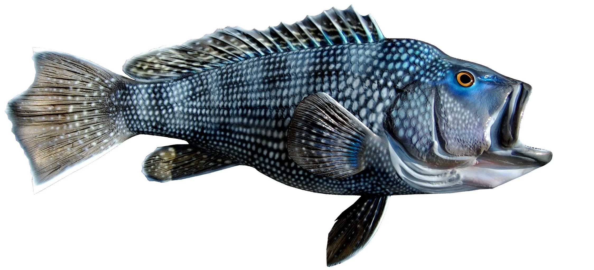 Black sea bass — Empire Fisheries