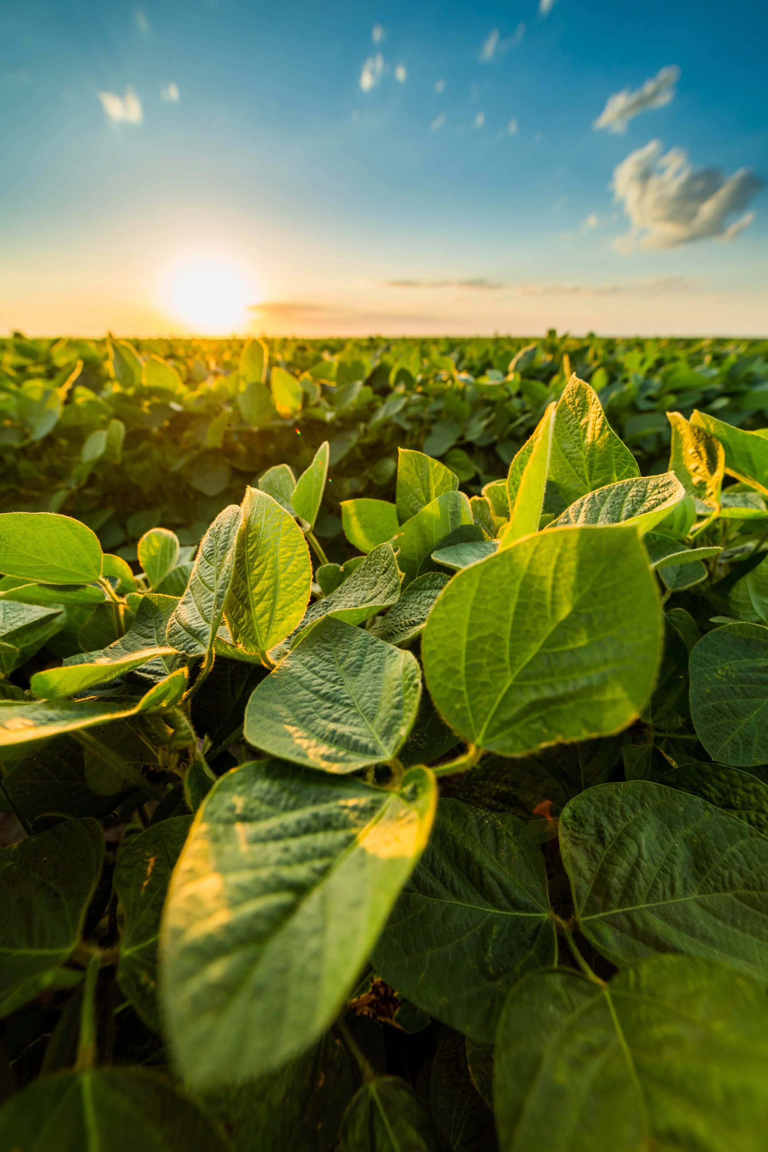 SoyChlor — RP Nutrients