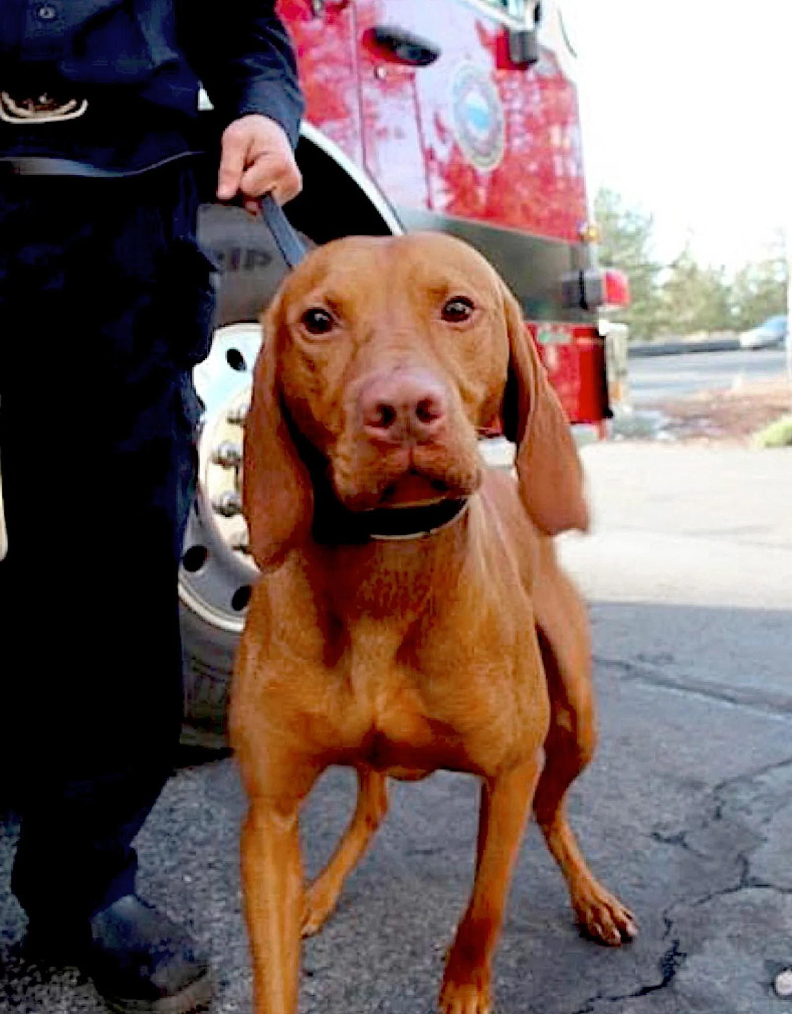 Meet Tracker: The Bomb-sniffing Pup | Tahoe Beach Club