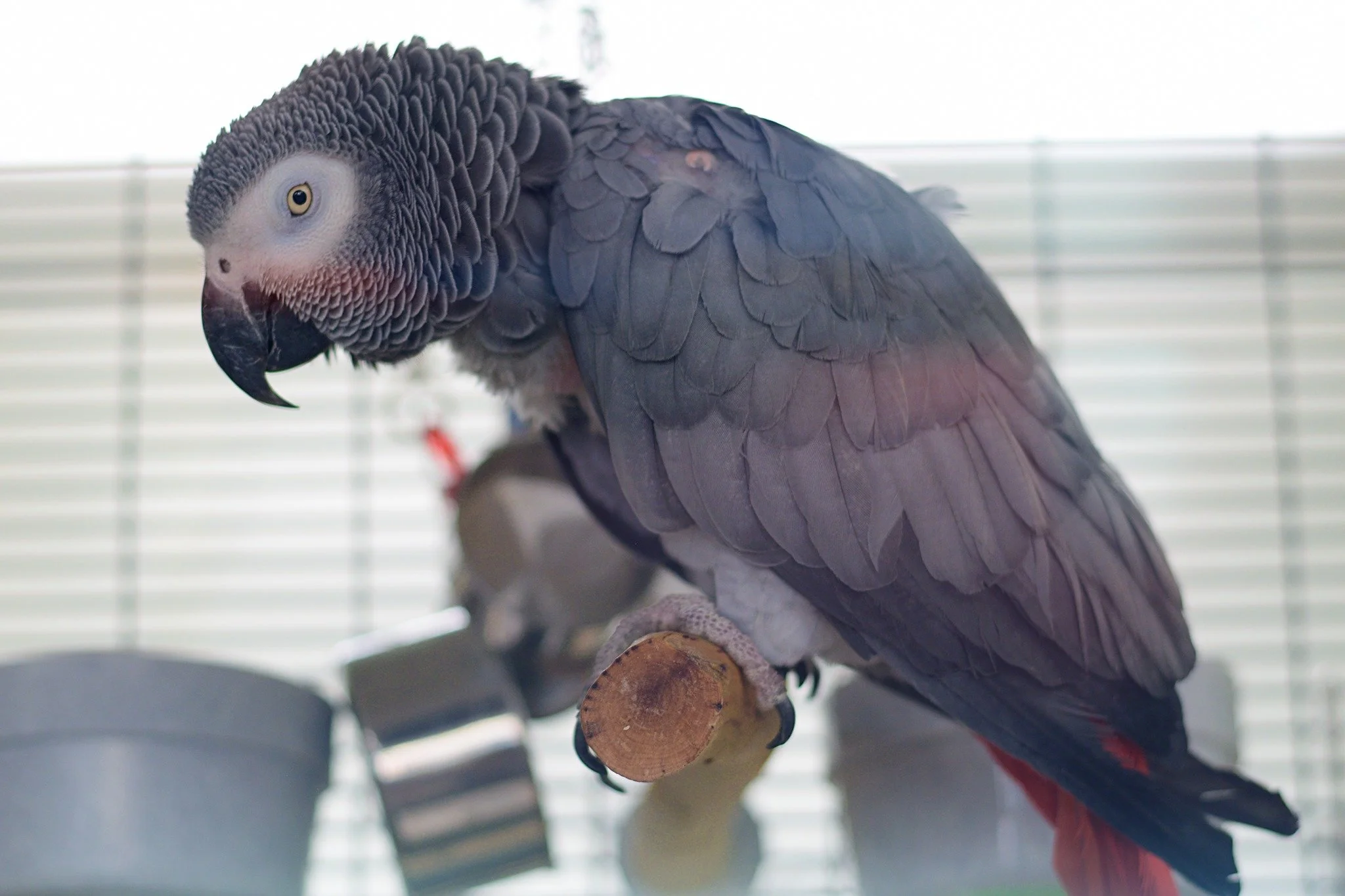 About — Rensselaer Bird Center