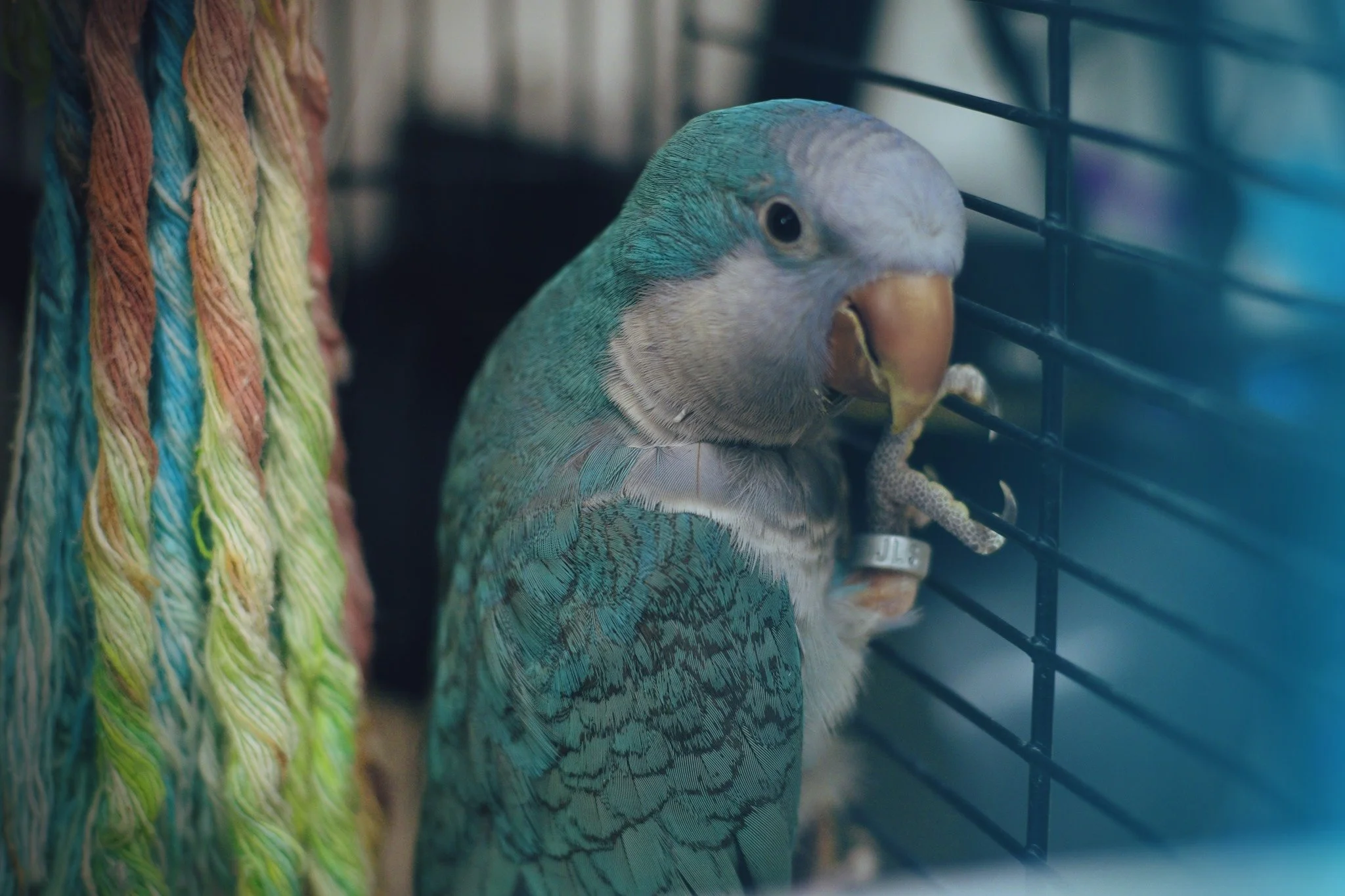 Rensselaer Bird Center