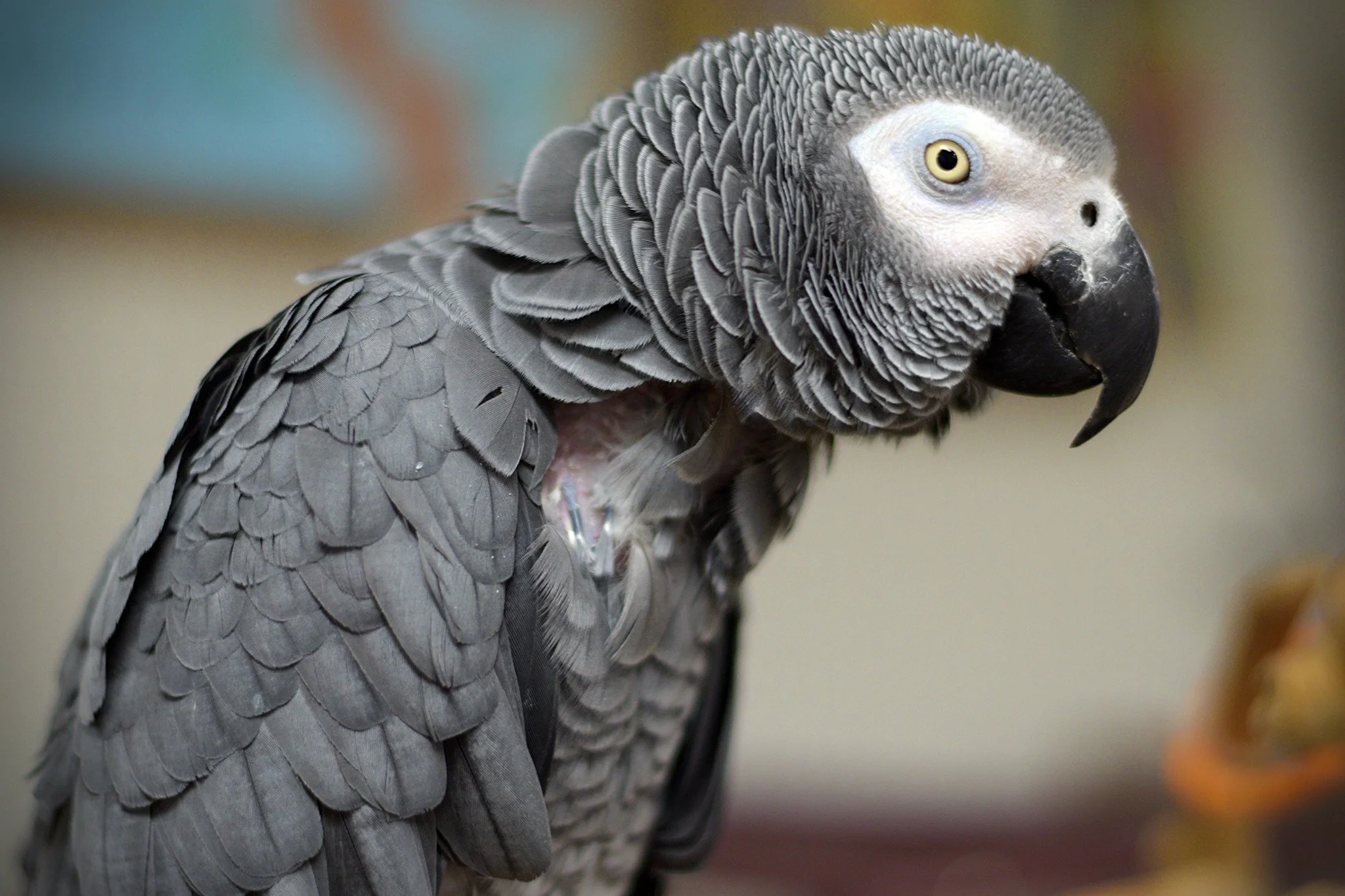 Rensselaer Bird Center