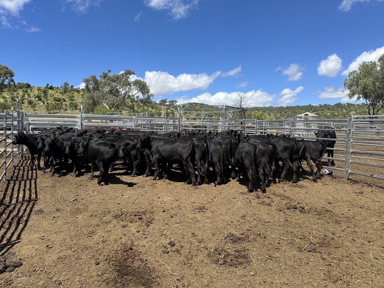 **SOLD** 423 Mixed Weaners — King Cattle Company