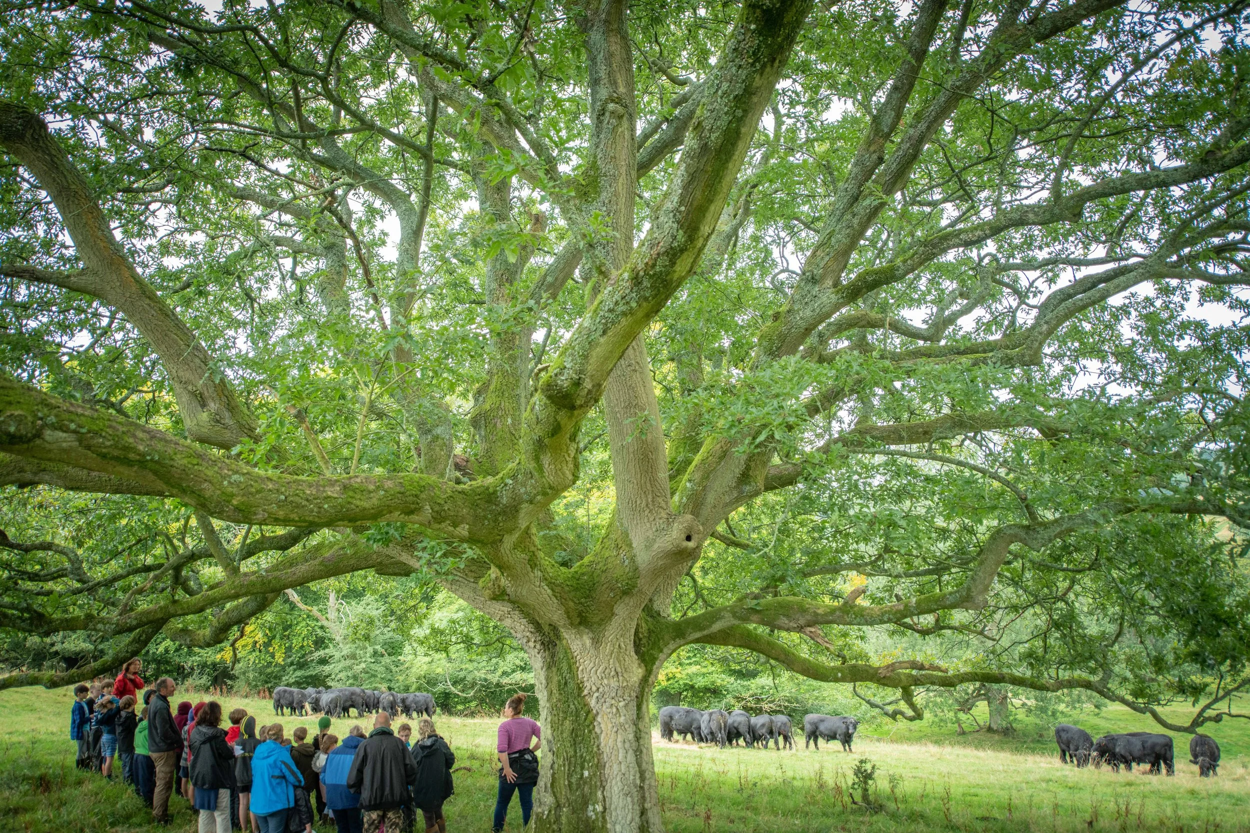 Copsegrove Farm, Outdoor Education in the Cotswolds