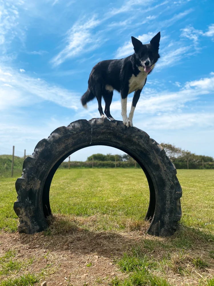 Pig & Pooch Dog Paddock Cornwall — Pig & Pooch Paddock