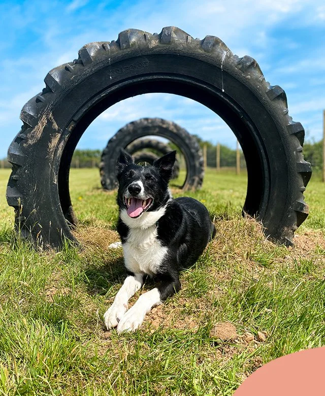 Pig & Pooch Dog Paddock Cornwall — Pig & Pooch Paddock