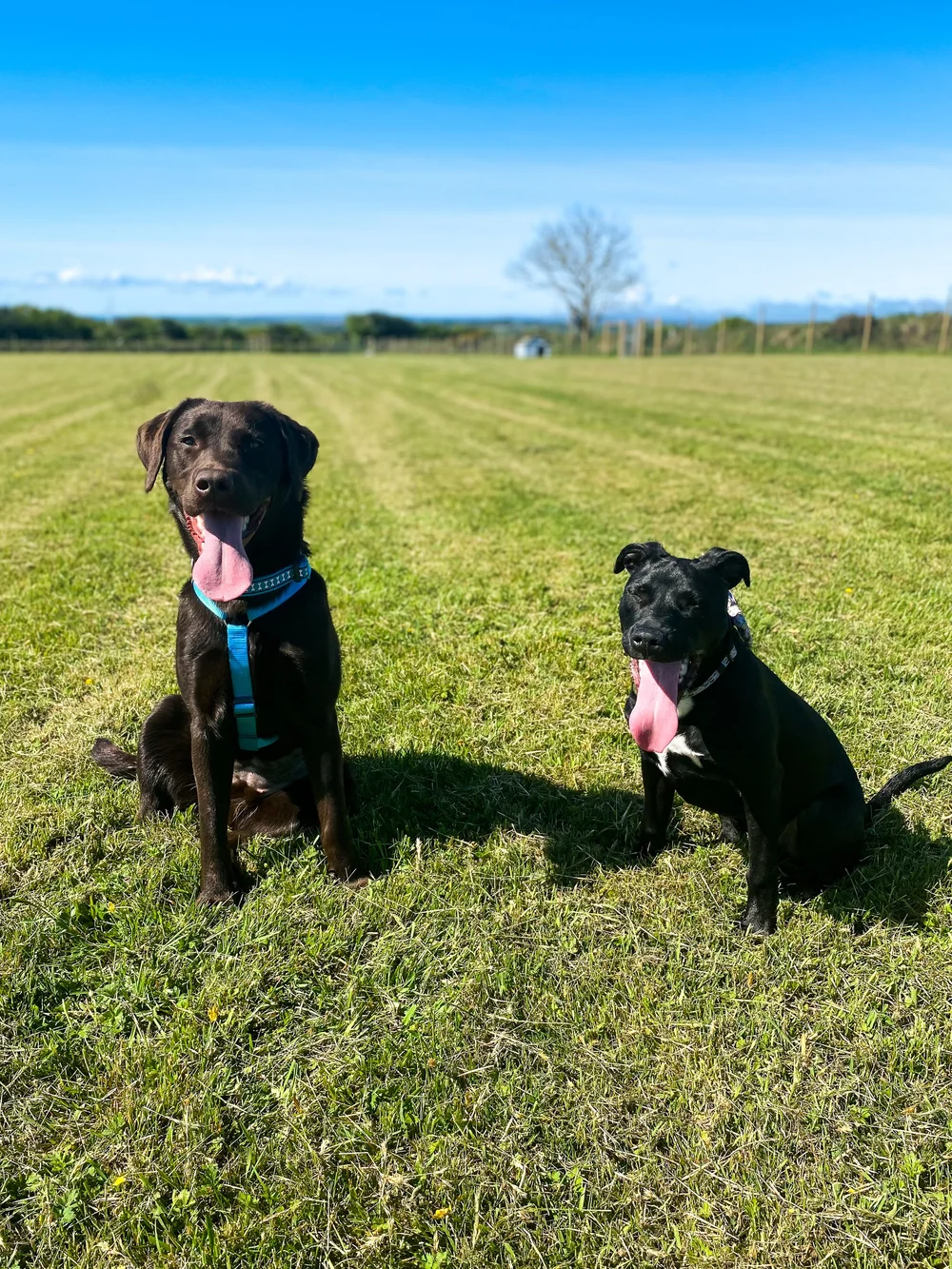 Pig & Pooch Dog Paddock Cornwall — Pig & Pooch Paddock