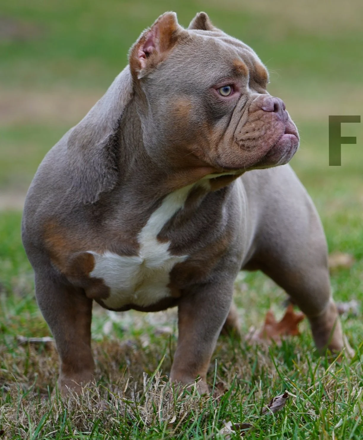 Studs — Kolossal Designer Bullies