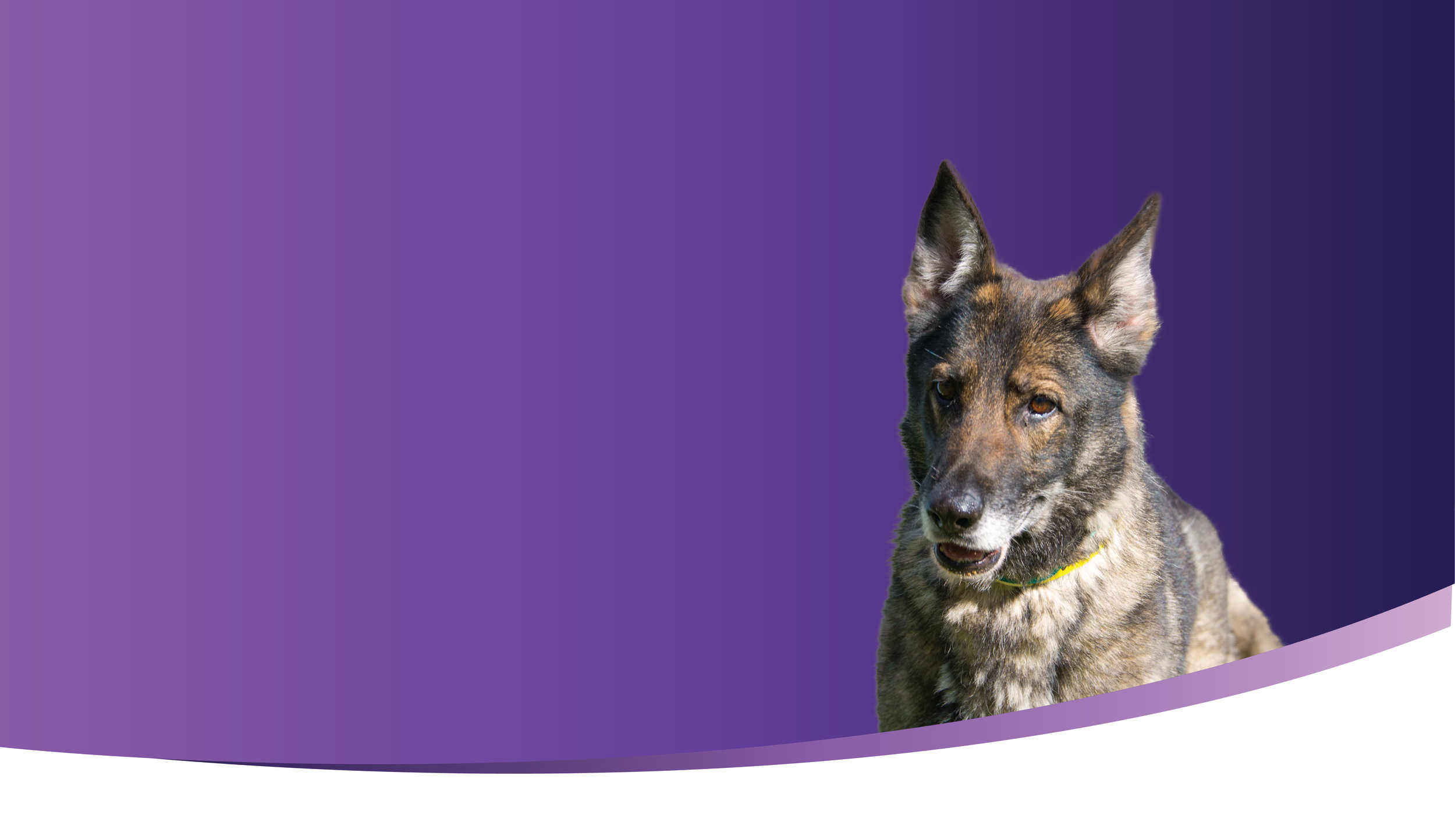 Sedona Shepherd Sanctuary - Finding homes for adult and senior German ...