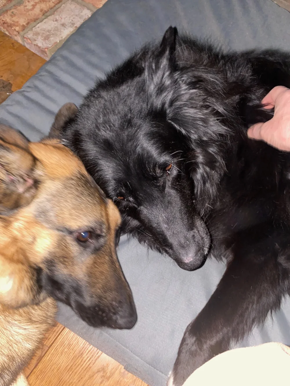 Sedona Shepherd Sanctuary - Finding homes for adult and senior German ...