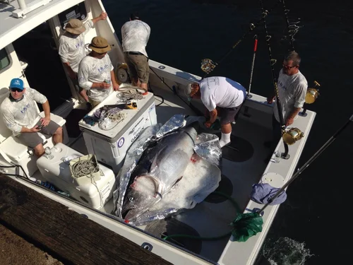 Fish Handling — Compass Seafood