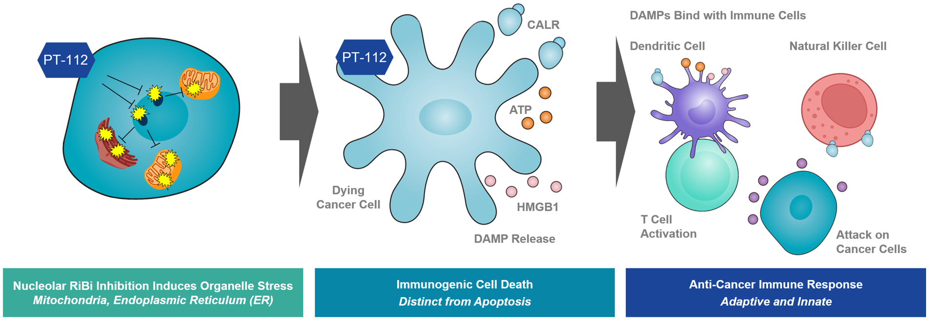 Scientific Overview | Promontory Therapeutics | Advancing small molecule immunotherapy